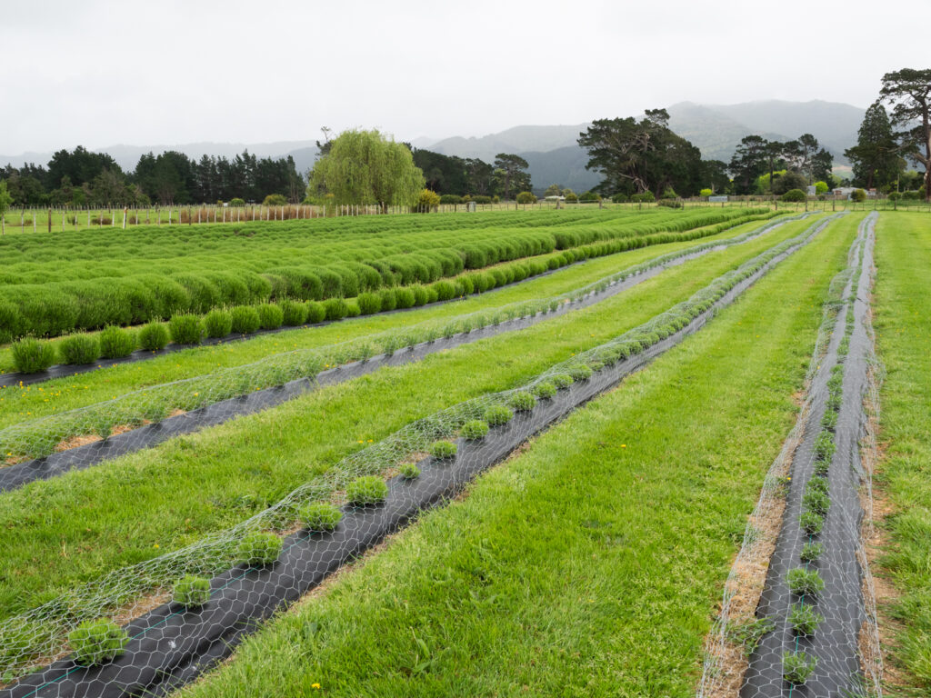 The 'Blooming Lavender' news for November 2021 | Lavender Abbey