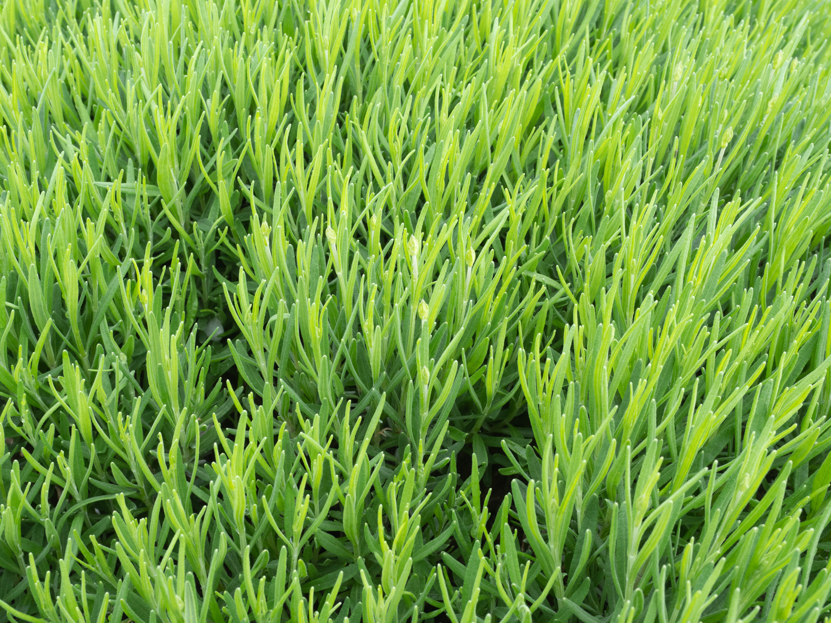 The 'Blooming Lavender' news for December 2021 | Lavender Abbey