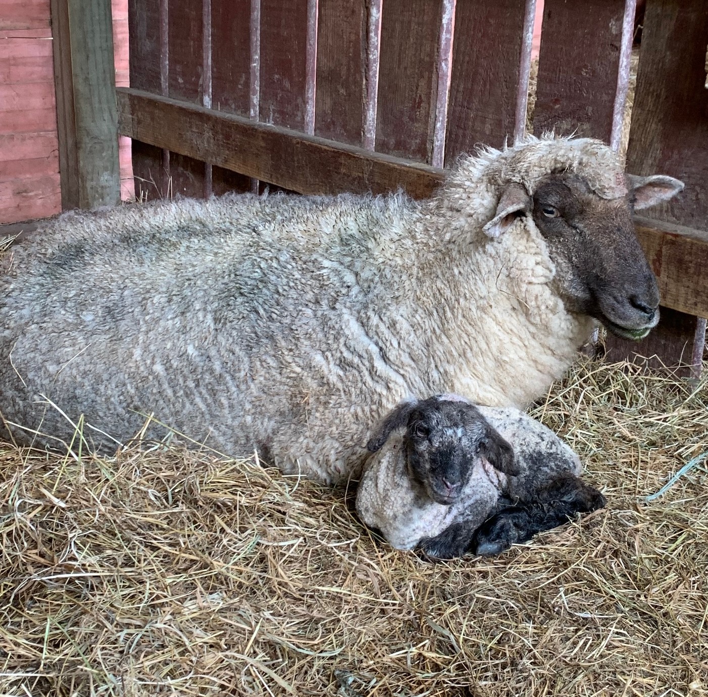 The Ups and Downs on the Farm | Lavender Abbey The Ups and Downs on the Farm | Lavender Abbey